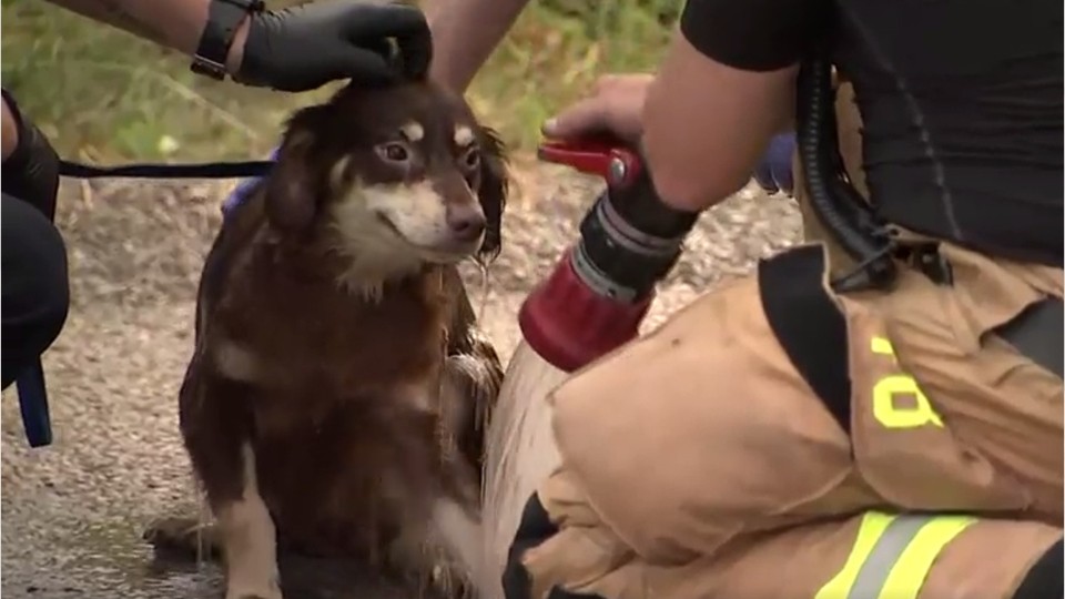 Hazmat suits needed as crews remove over 100 dogs from Pennsylvania ...
