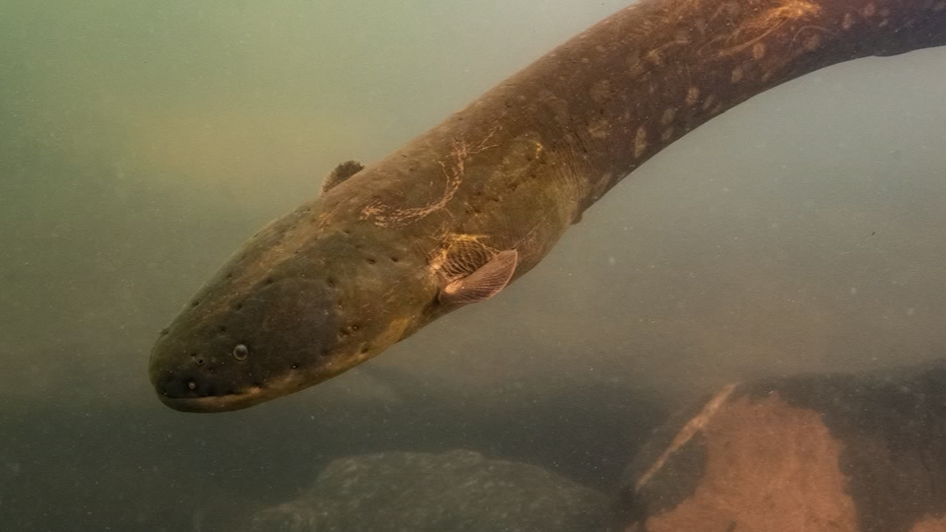 Electric eel sting delivers 860 volts of juice in massive jolt, study finds