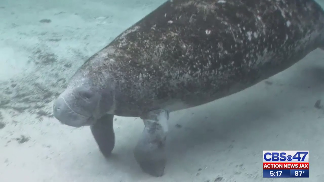 Manatees become a priority for the City of Jacksonville as it invests ...