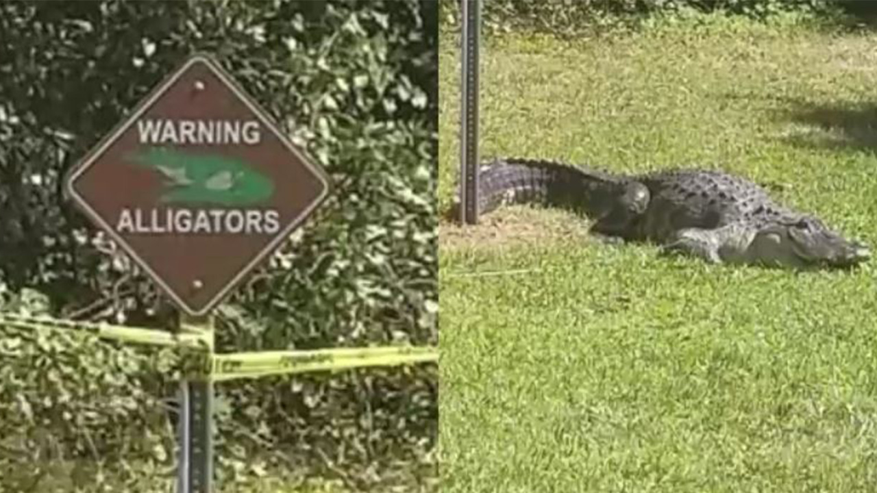 Real warning: Large gator caught next to alligator warning sign at ...