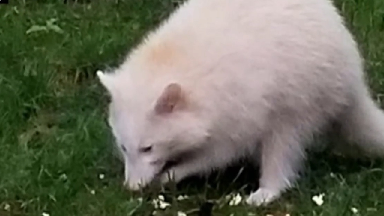 Long Island residents surprised to see albino raccoon in neighborhood ...