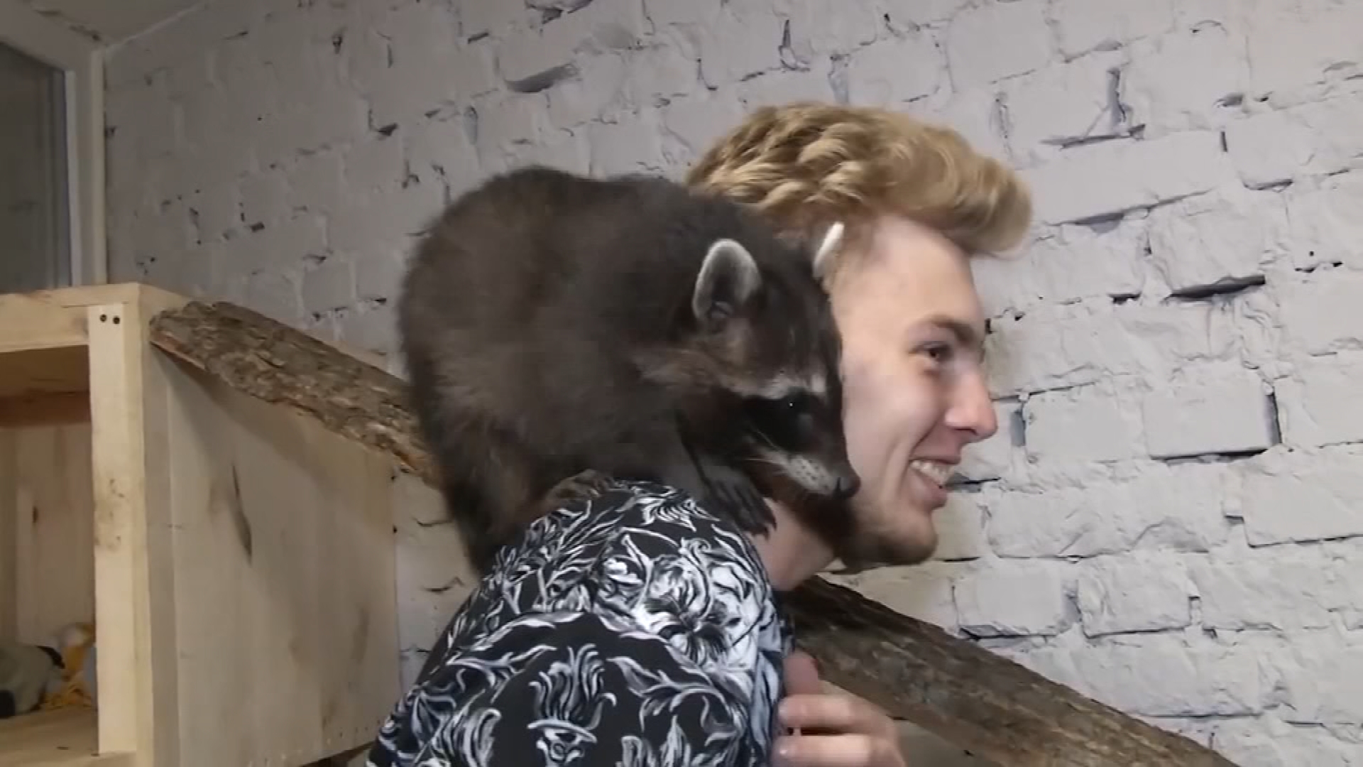 Raccoon cafe opens in Ukraine