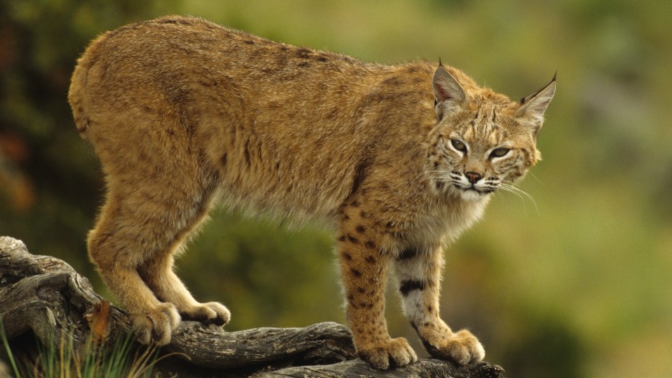 Mysterious illness crippling panthers, bobcats in Florida – KIRO 7 News ...