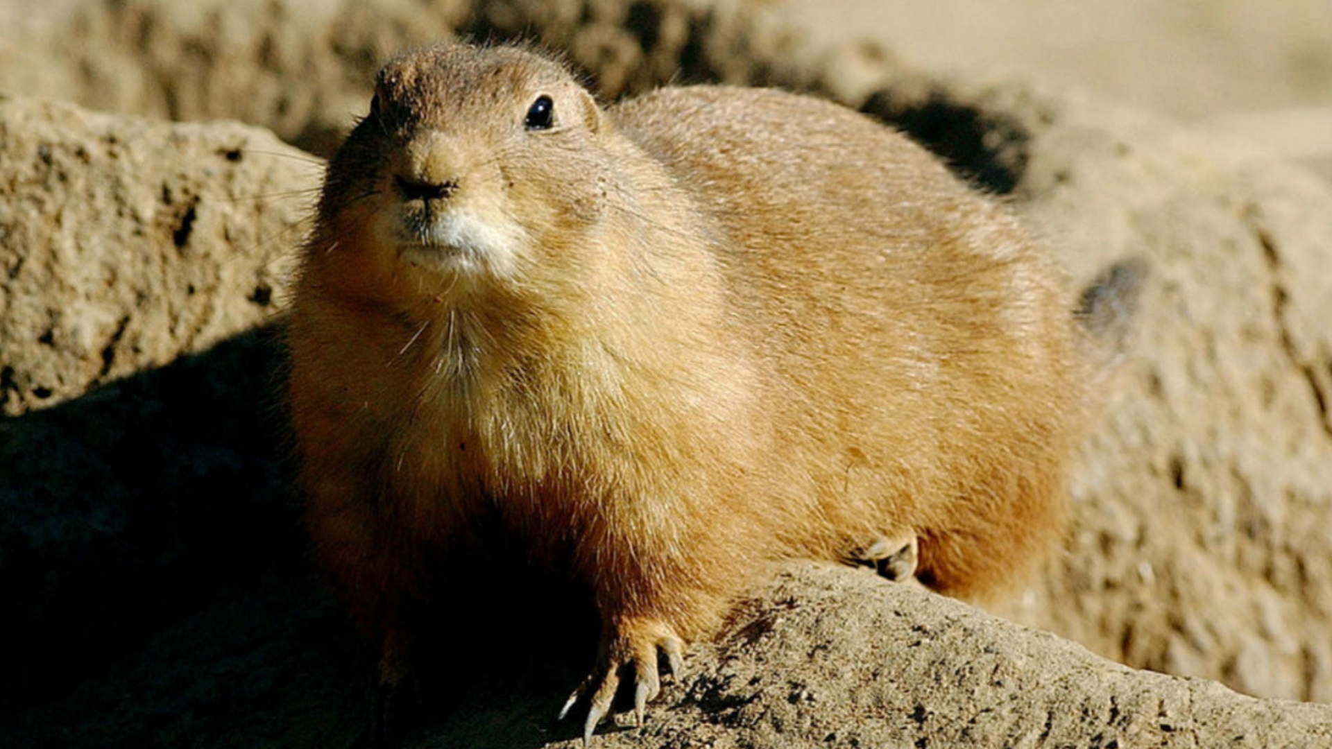 Plague-infested prairie dogs close parts of Colorado