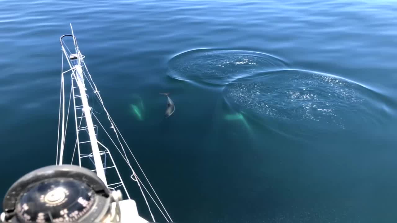VIDEO: Killer whale seen swimming off Cape Cod – Boston 25 News