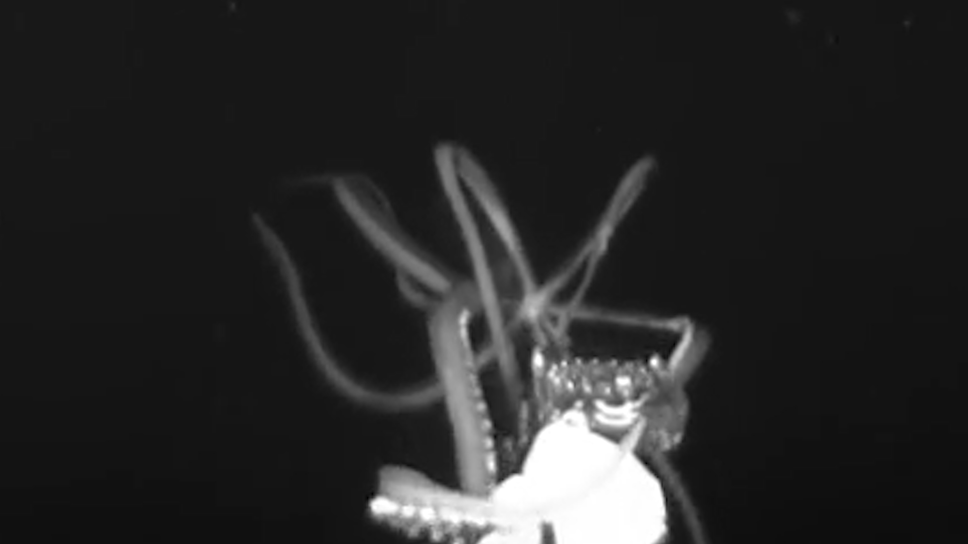 Researchers capture video of giant squid in Gulf of Mexico – KIRO 7 ...