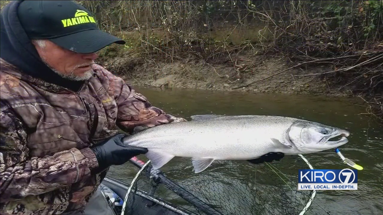 Low Chinook numbers close fishing on Chehalis River – KIRO 7 News Seattle