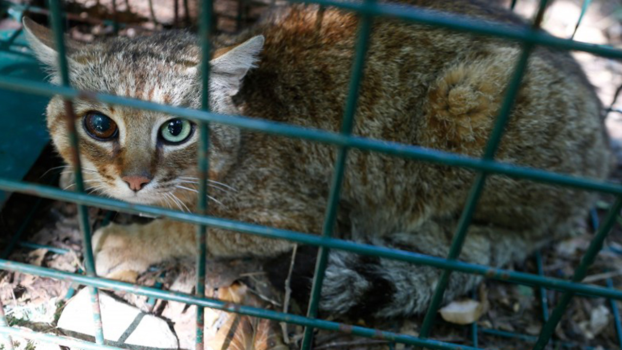 Mysterious feline species called a cat-fox discovered prowling around ...