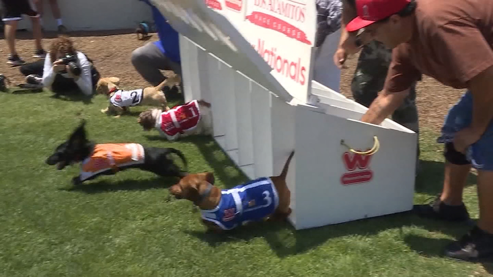 Wiener dogs practice for 24th annual Wienerschnitzel Wiener Nationals
