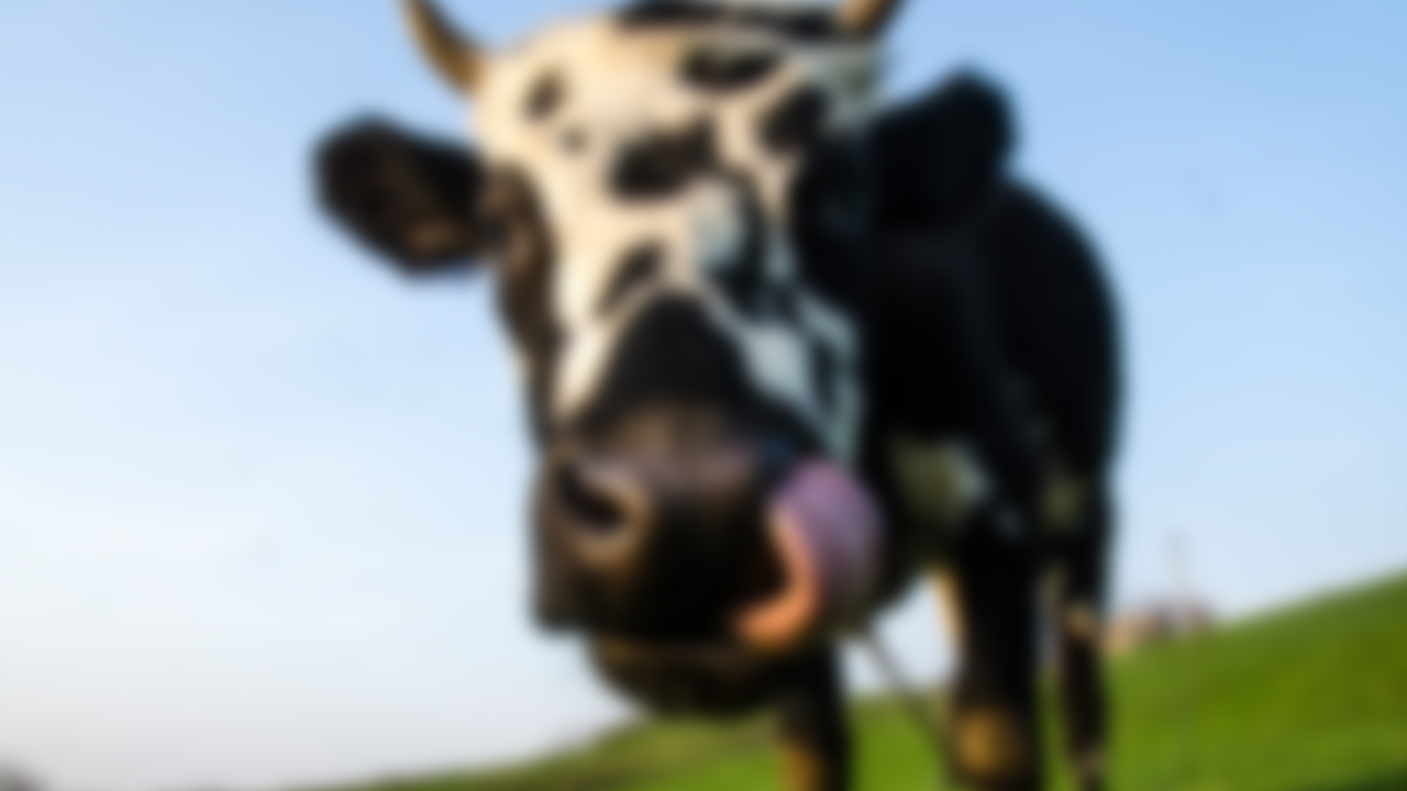 Curious cow rings doorbell at Texas home, captured on doorbell camera ...