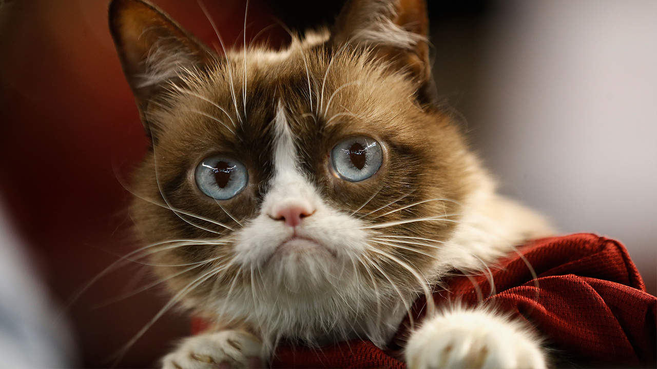 Grumpy Cat: 7 things to know about frowning feline