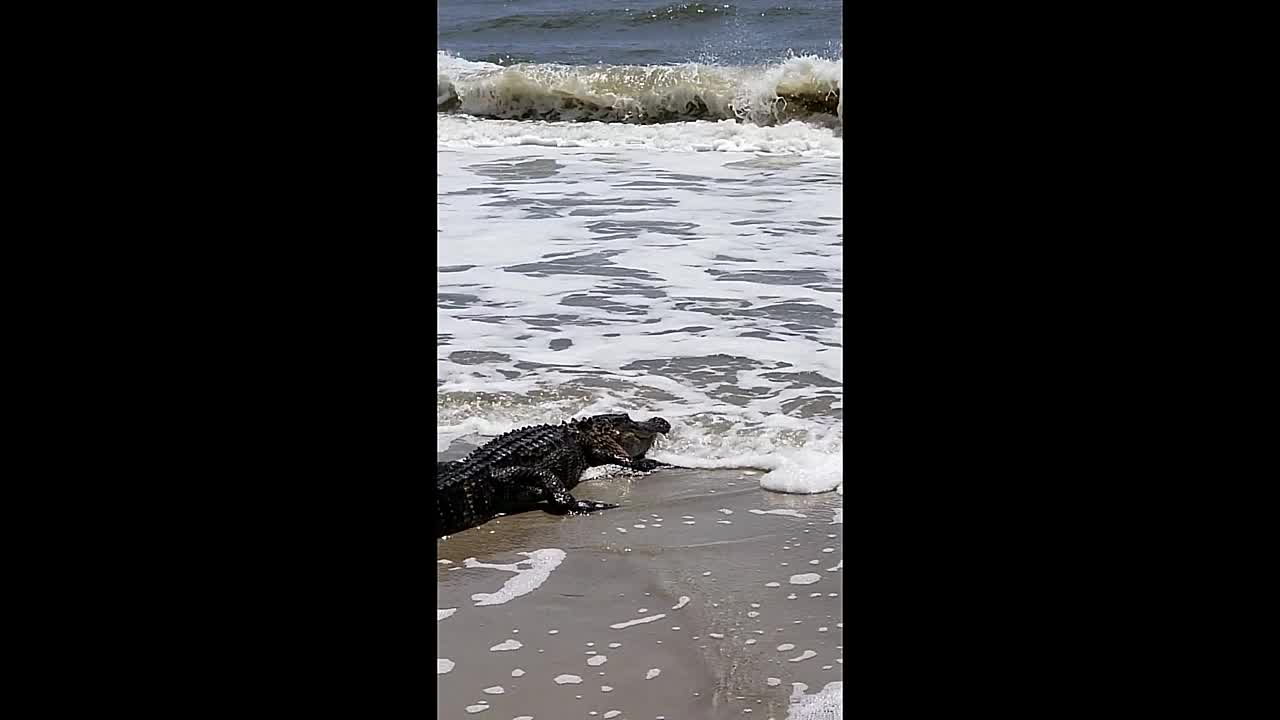VIDEO: Alligator spotted chilling out in Oak Island surf