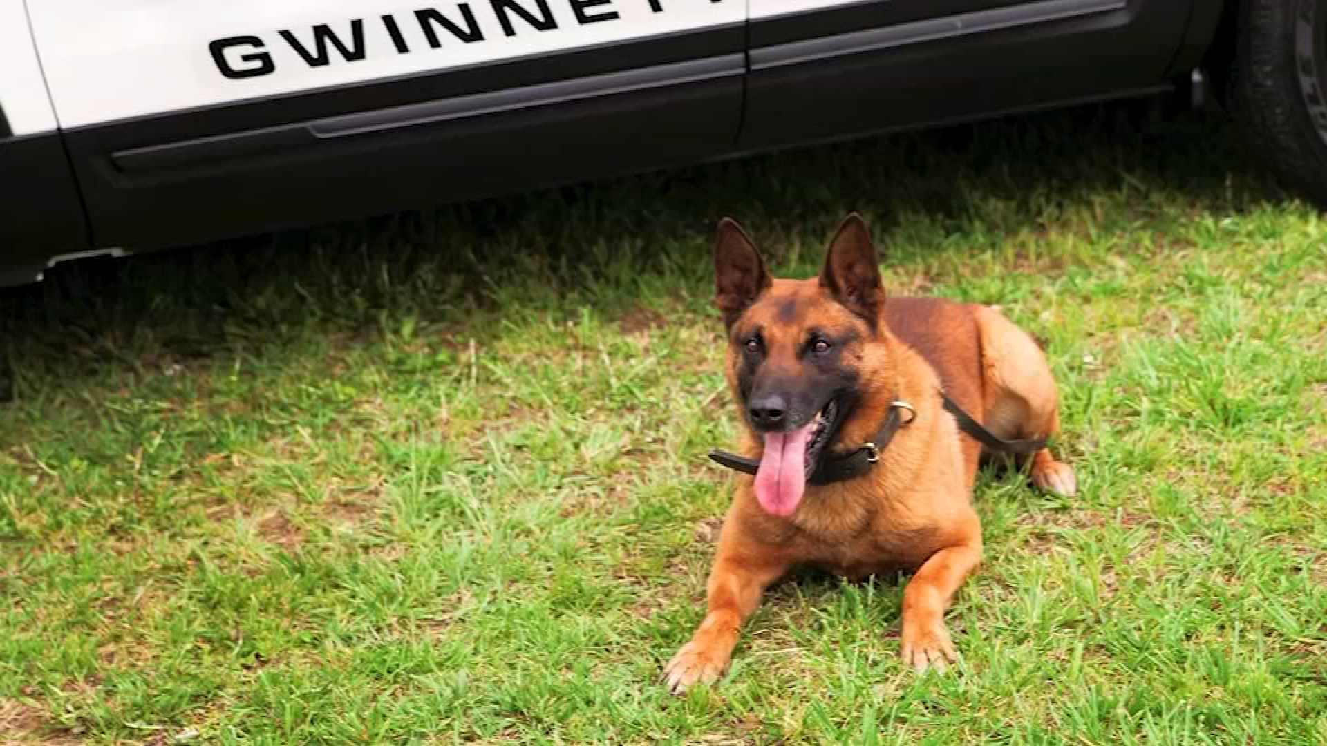Police dog dies after chasing man in 90-degree heat