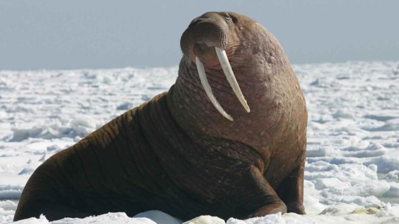 Netflix defends graphic walrus death scene in new documentary – Boston ...