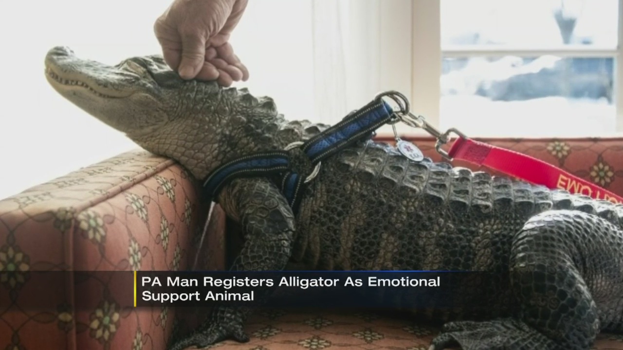 Pa. man says emotional support alligator helps his depression
