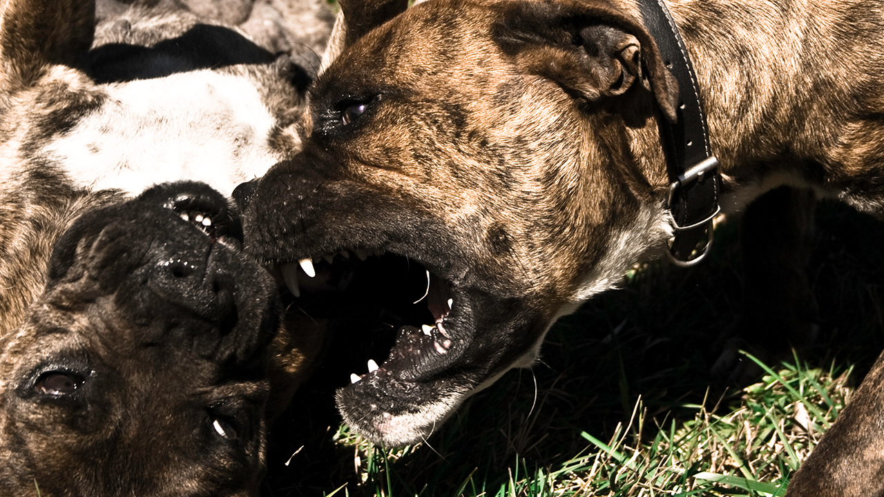 Woman wrestling with her dogs dies after they turn aggressive, attack ...
