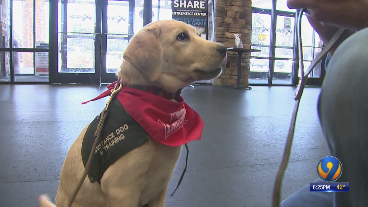 Checkers' service dog brings focus, relaxation to rink