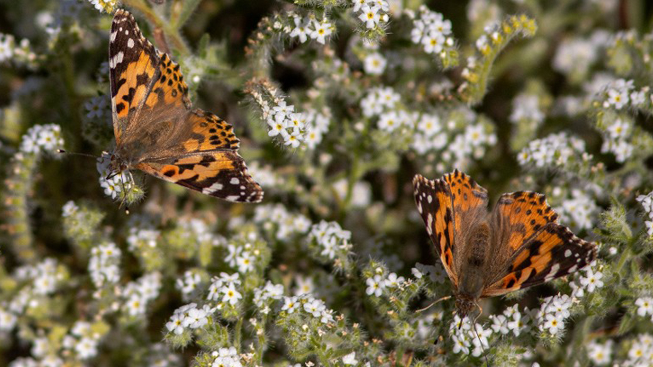 Painted lady butterflies number in millions in massive migration ...