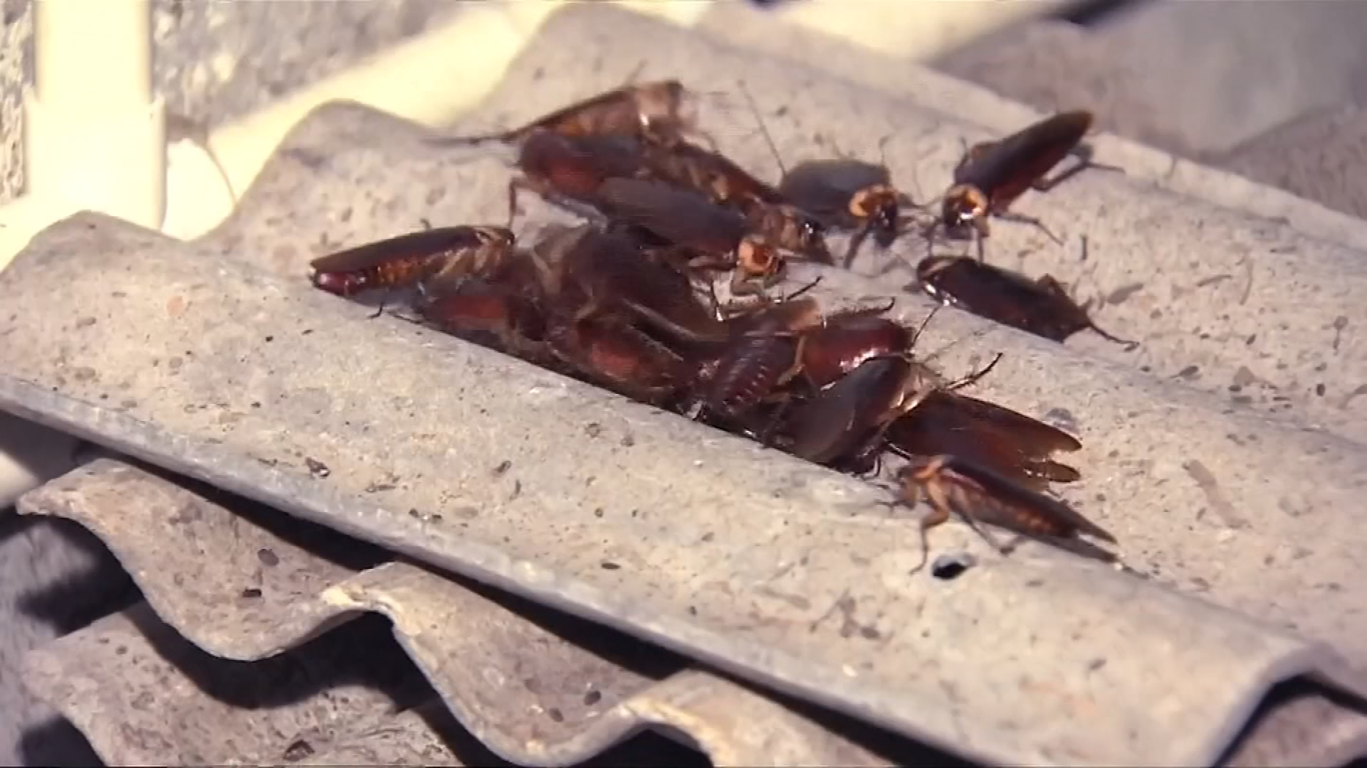 'Cockroach factory' turns pests into waste-eating machine – WPXI