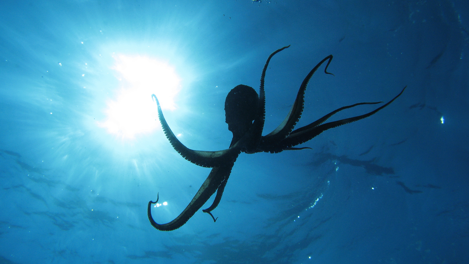 Octopus nursery discovered off California coast with 1,000 females in ...