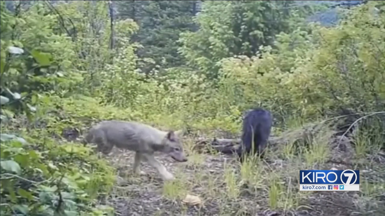 Wolves may be moving to Western Washington
