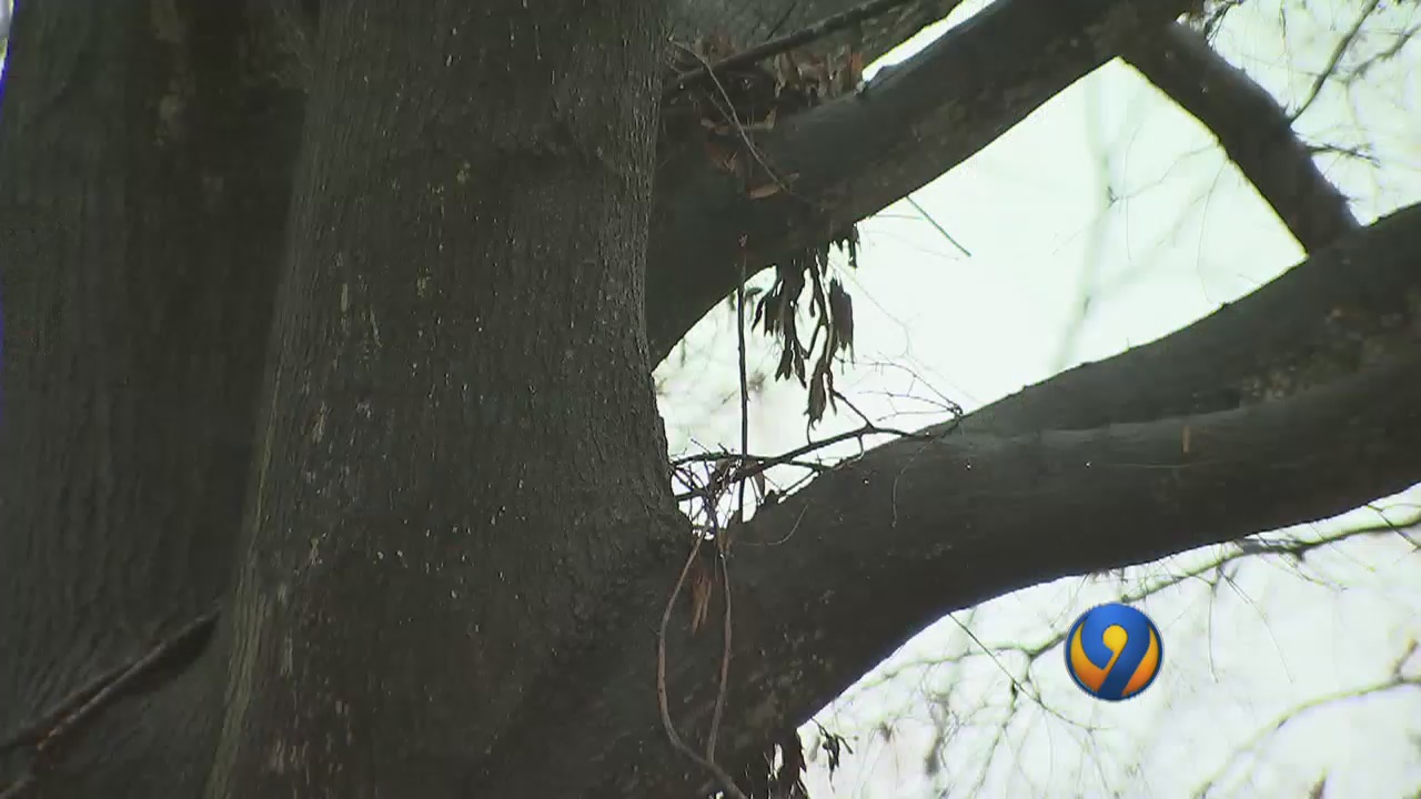 Record number of trees falling after storms in Charlotte, arborist says ...