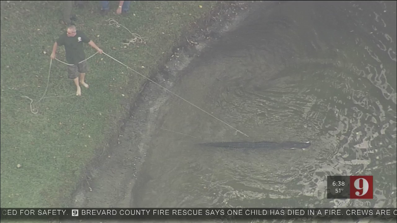 'There is a gator eating a man!' 911 calls reveal panic when alligator ...