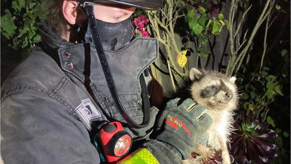San Francisco firefighters save baby raccoon from tree, name it Freedom ...