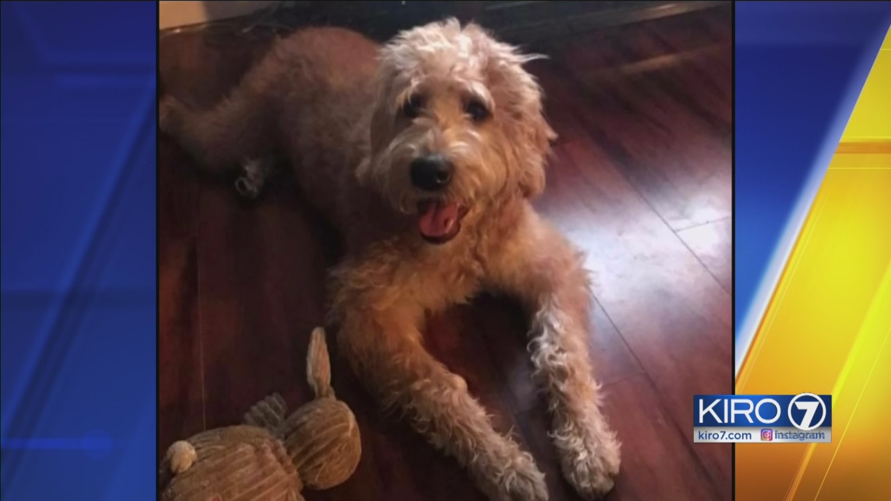 Man kills dog Washington family got after Vegas shooting