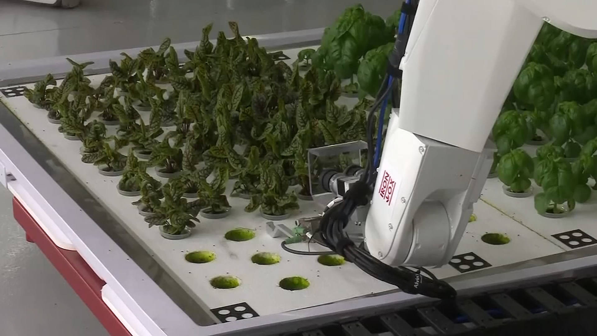 Autonomous robots are growing food in California