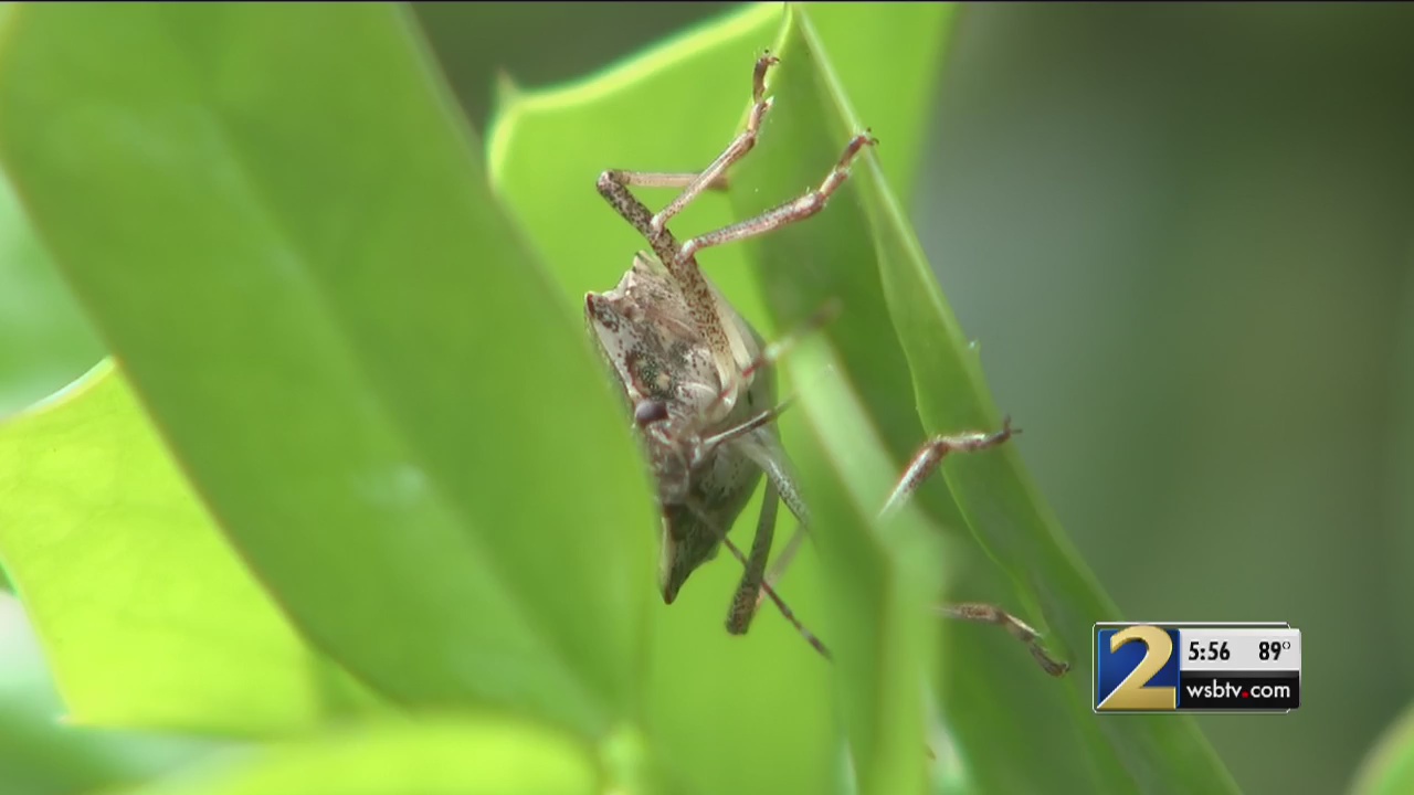 Experts: Stink bug invasion going to get worse before it gets better ...