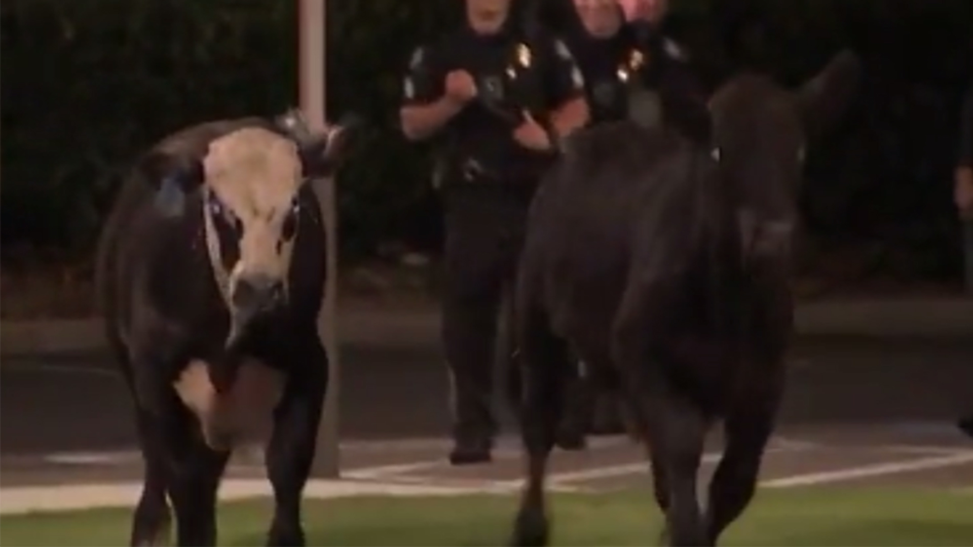 11 cows killed, last calf rounded up 16 hours after truck overturns on ...