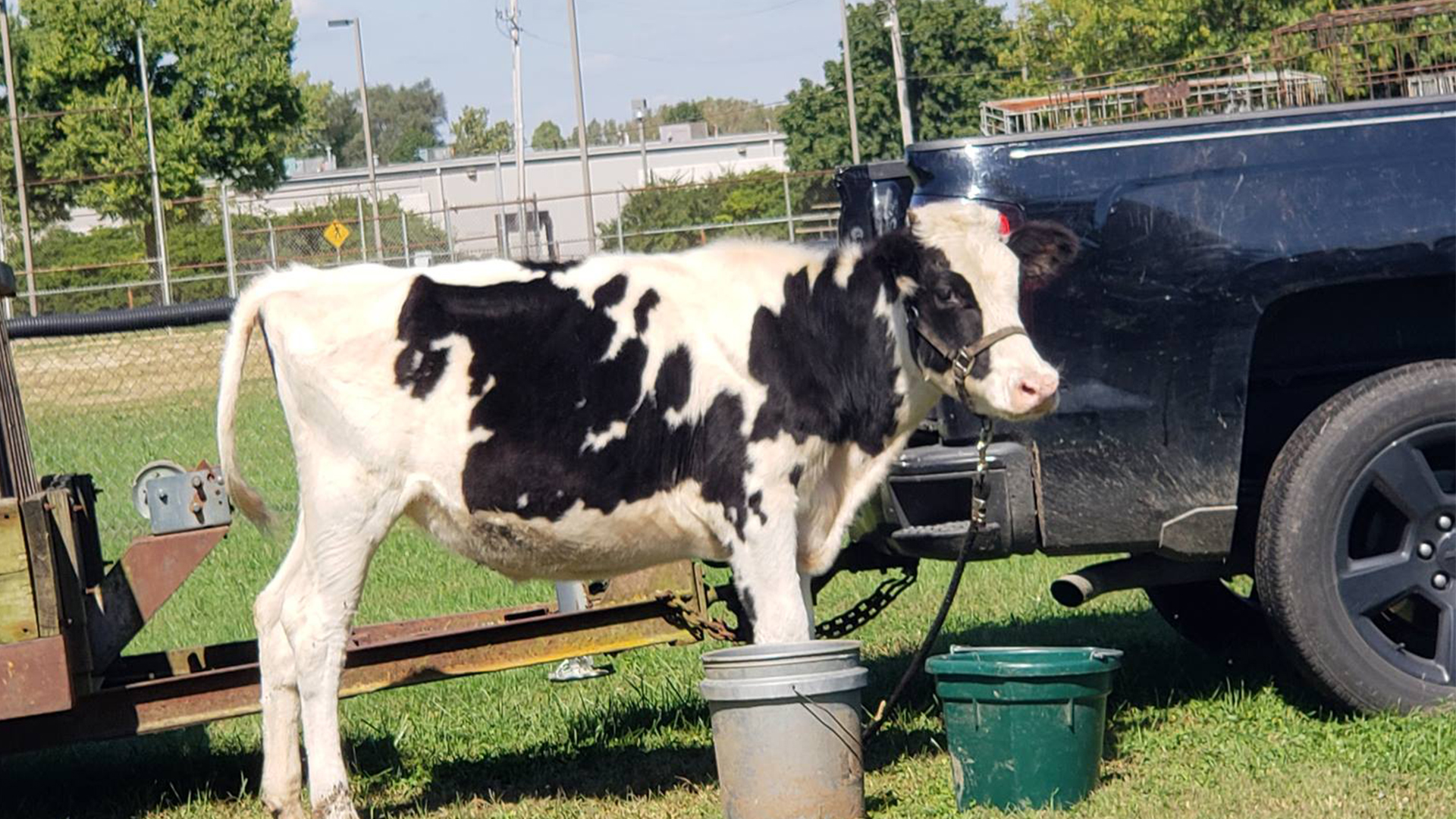 Mooove over! Rescue cow takes ride in truck