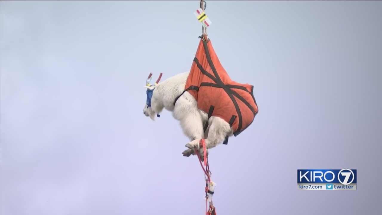 Mountain goats in Olympic National Forest being airlifted, relocated