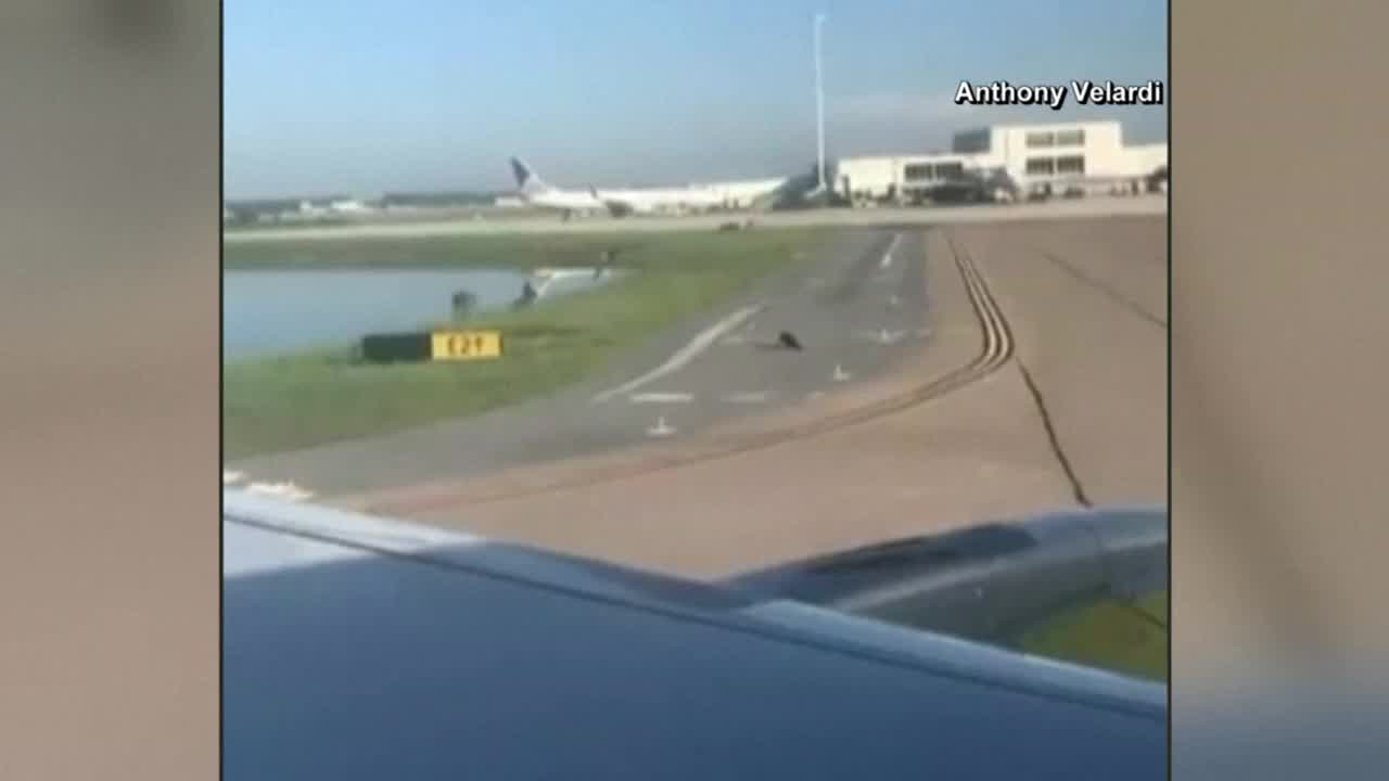 Alligator strolling across runway stops plane at Orlando International ...