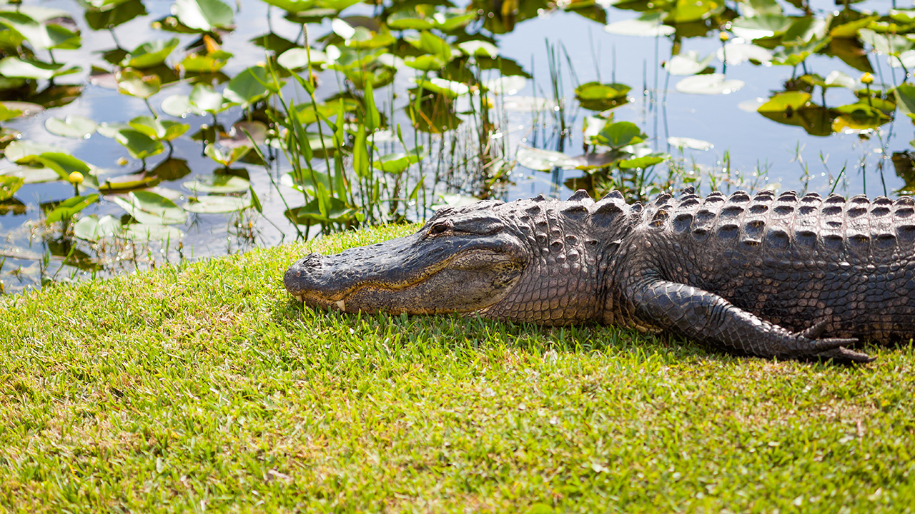 Alligator attacks, kills woman walking her dog on South Carolina's ...