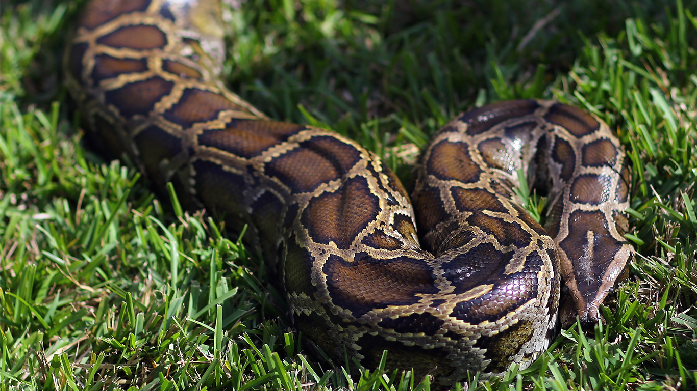 23 Foot Python Swallows Woman Whole Reports Say Wftv