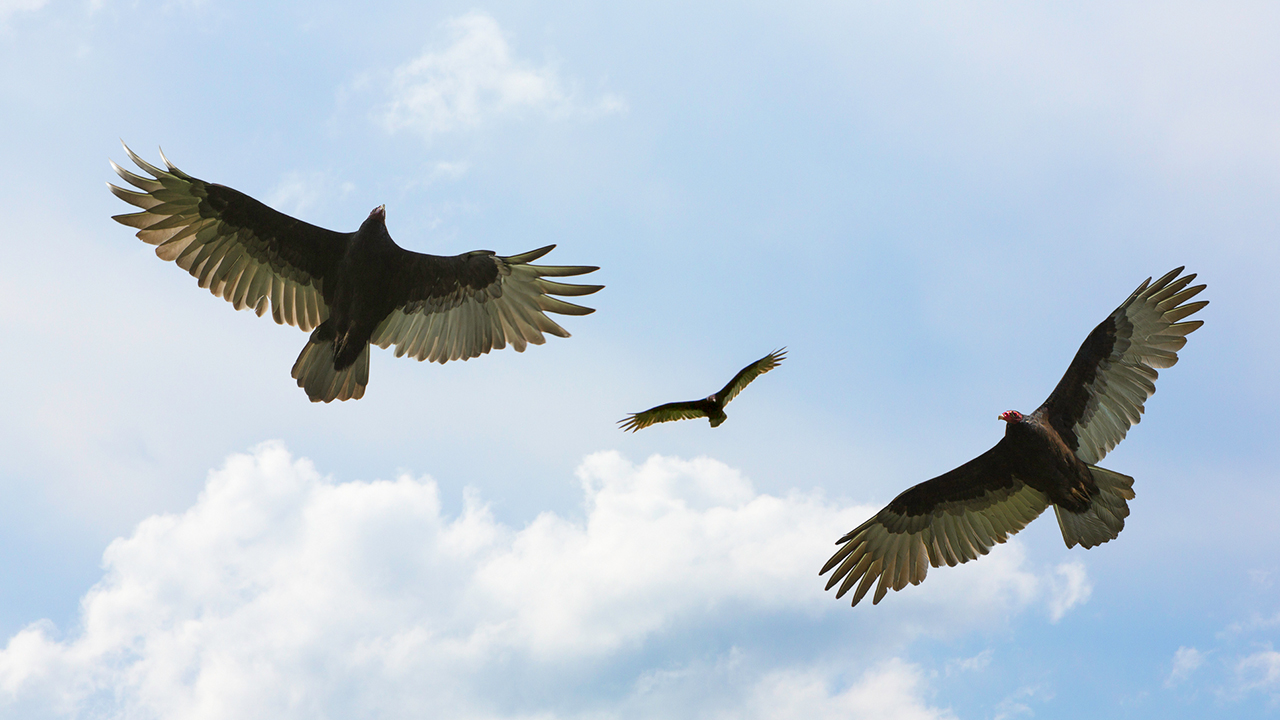 Vultures a swooping menace at university in Virginia – WSOC TV