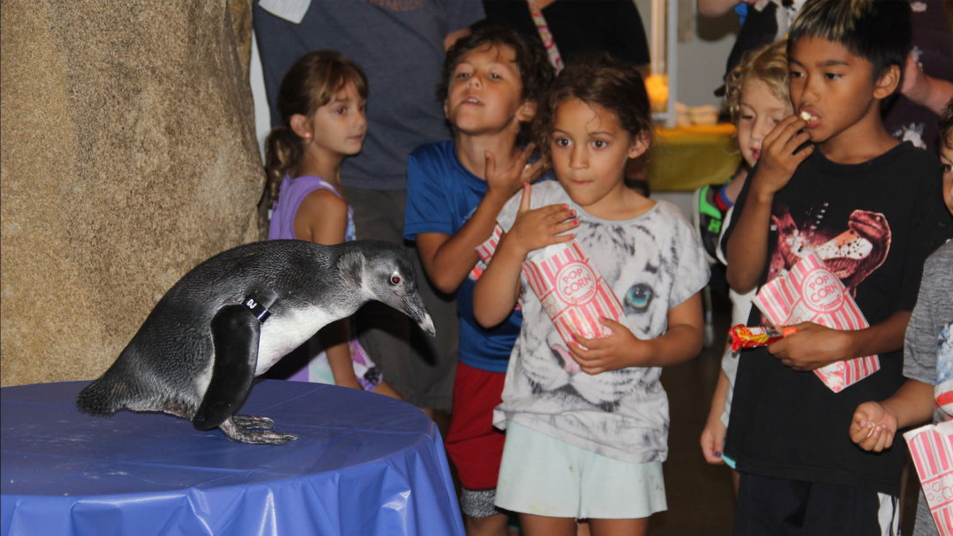 Aviary penguin meet-and-greet: 'They actually volunteered to come out ...