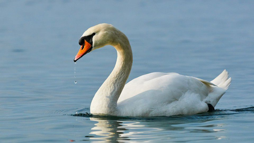 Sick swan takes NYC subway ride after being saved by good Samaritan – WPXI