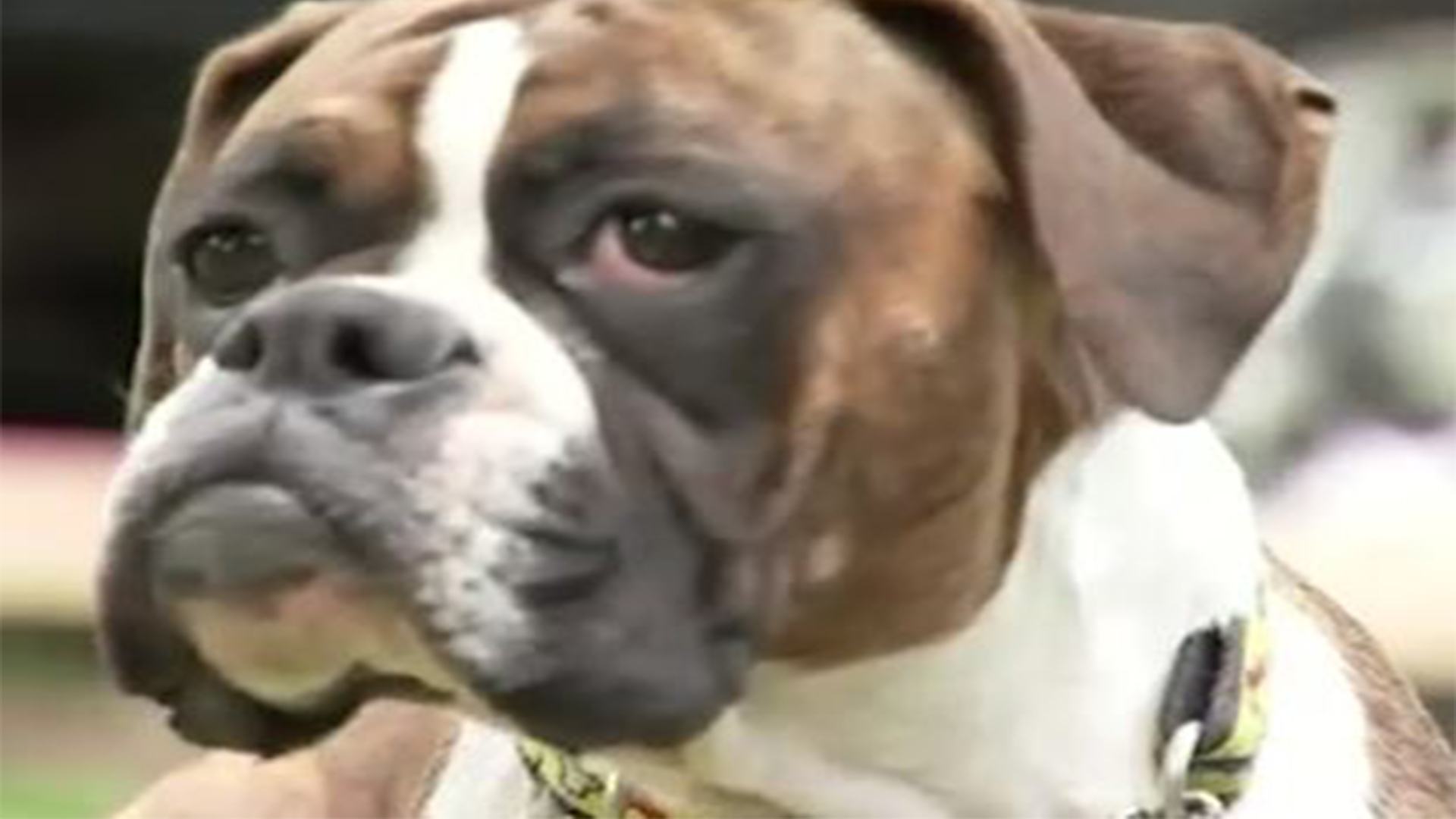 Family finds their dog poisoned by methamphetamine and cocaine