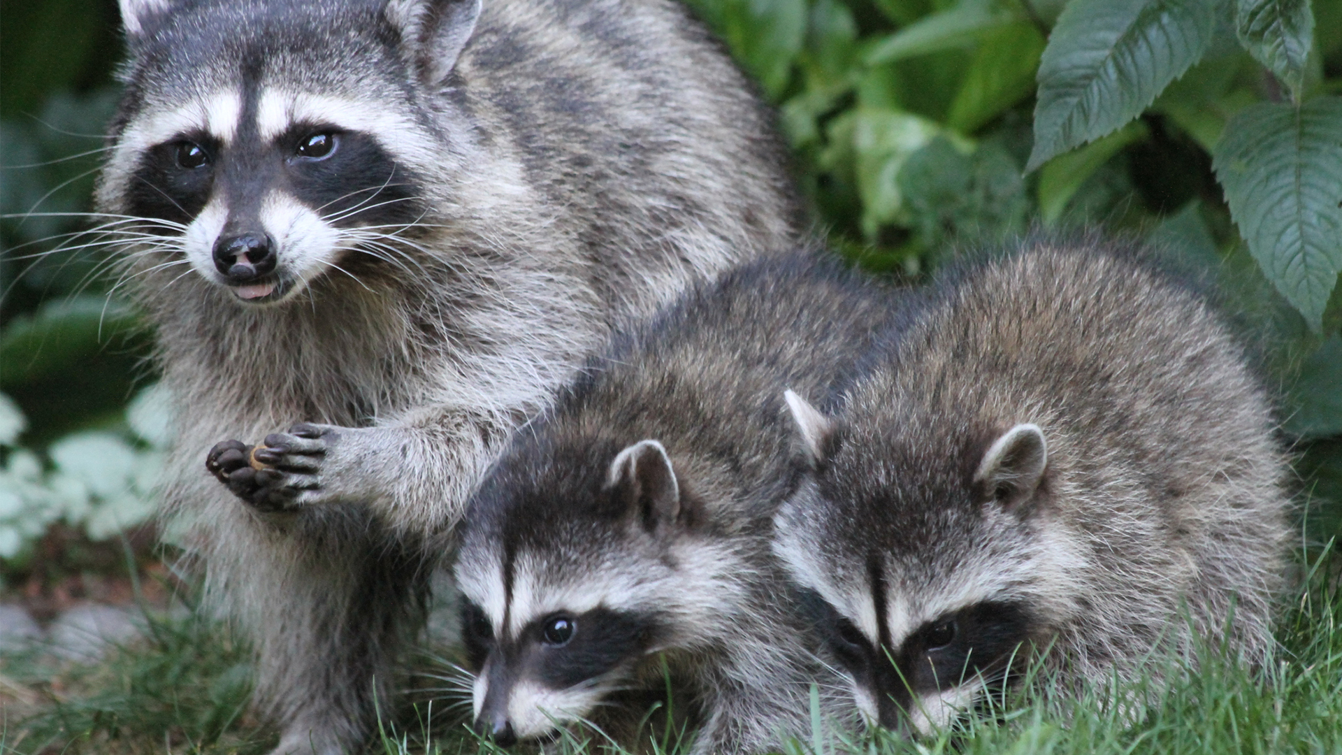 Teacher won't face charges for drowning raccoons, opossum in front of ...