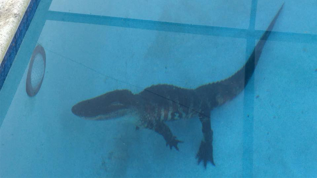 Man finds 8-foot alligator in his pool