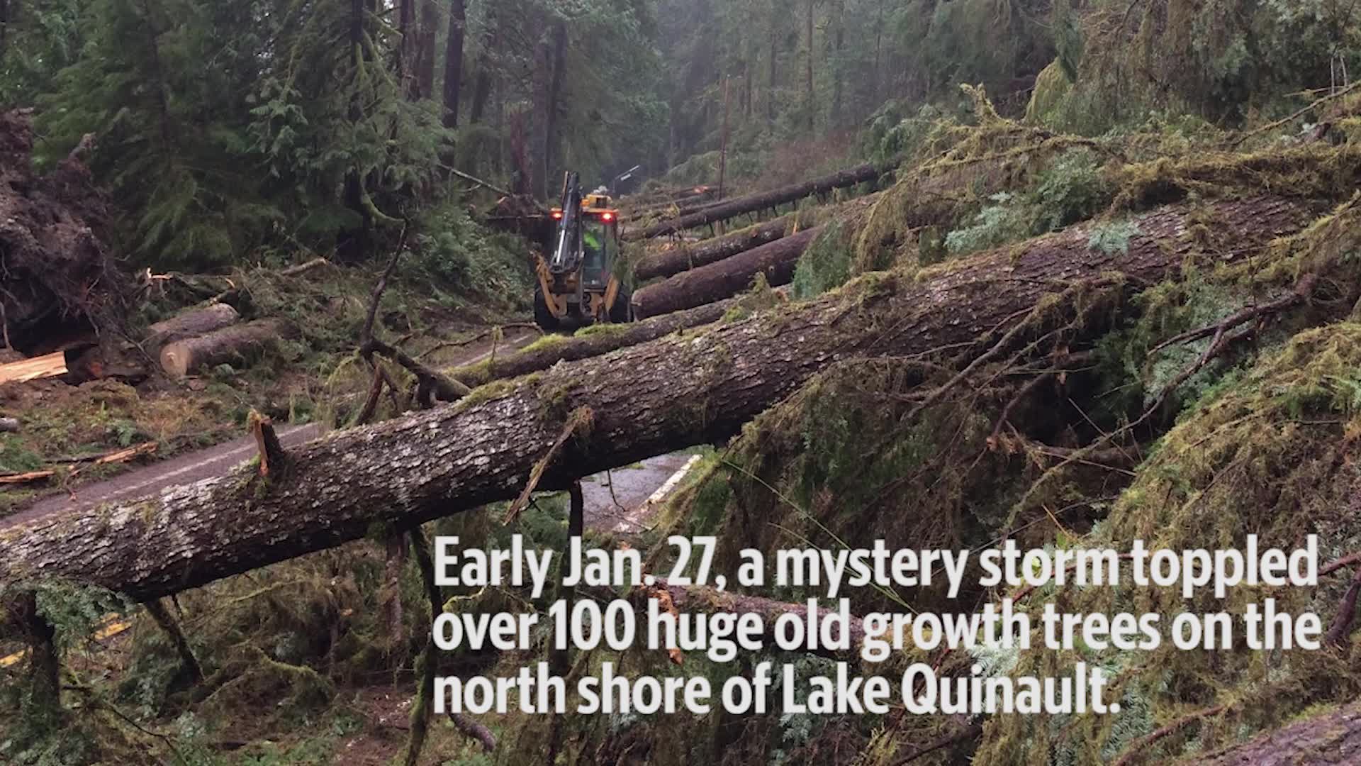 What knocked over 100 giant trees in Olympic National Park? – KIRO 7 ...