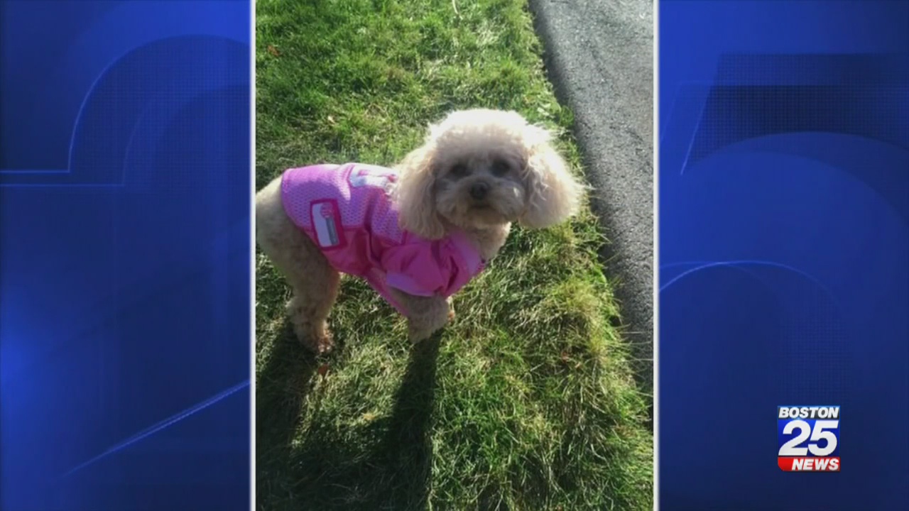Teacup poodle mauled to death by another dog while in dog-sitter's care