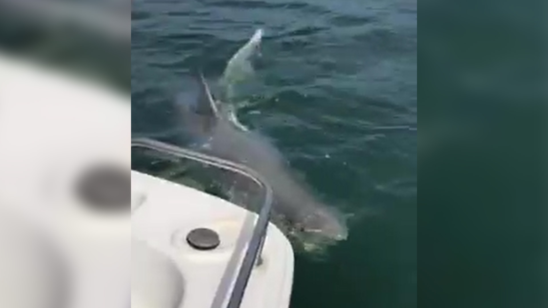 WATCH: Florida fishermen come within feet of 14-foot white shark