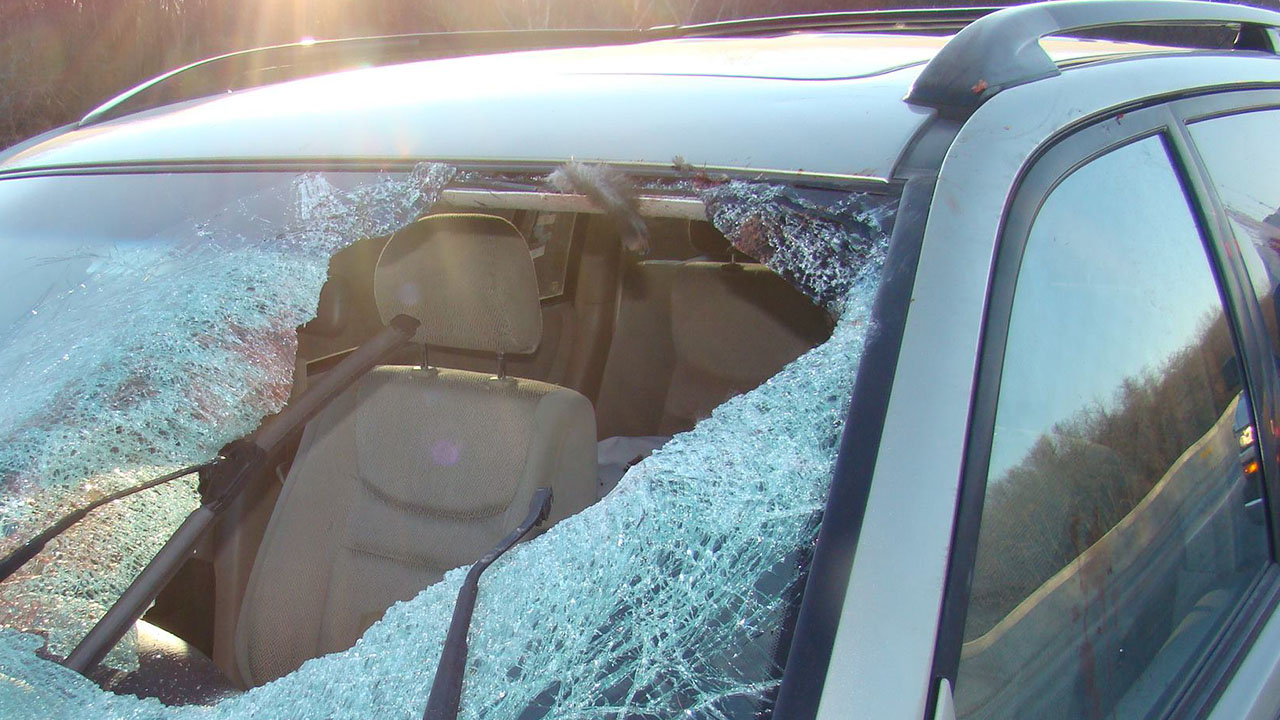Turkey Crashes Through Cars Windshield Injuring Driver Kiro 7 News