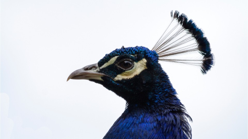 Emotional support peacock banned from United flight, even though it had ...