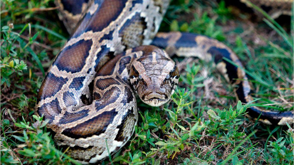 Thousands of invasive pythons removed from Florida Everglades – 97.1 ...