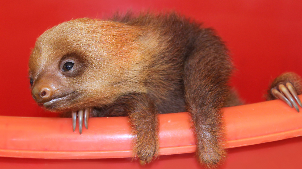 Baby sloth born at Texas zoo needs name